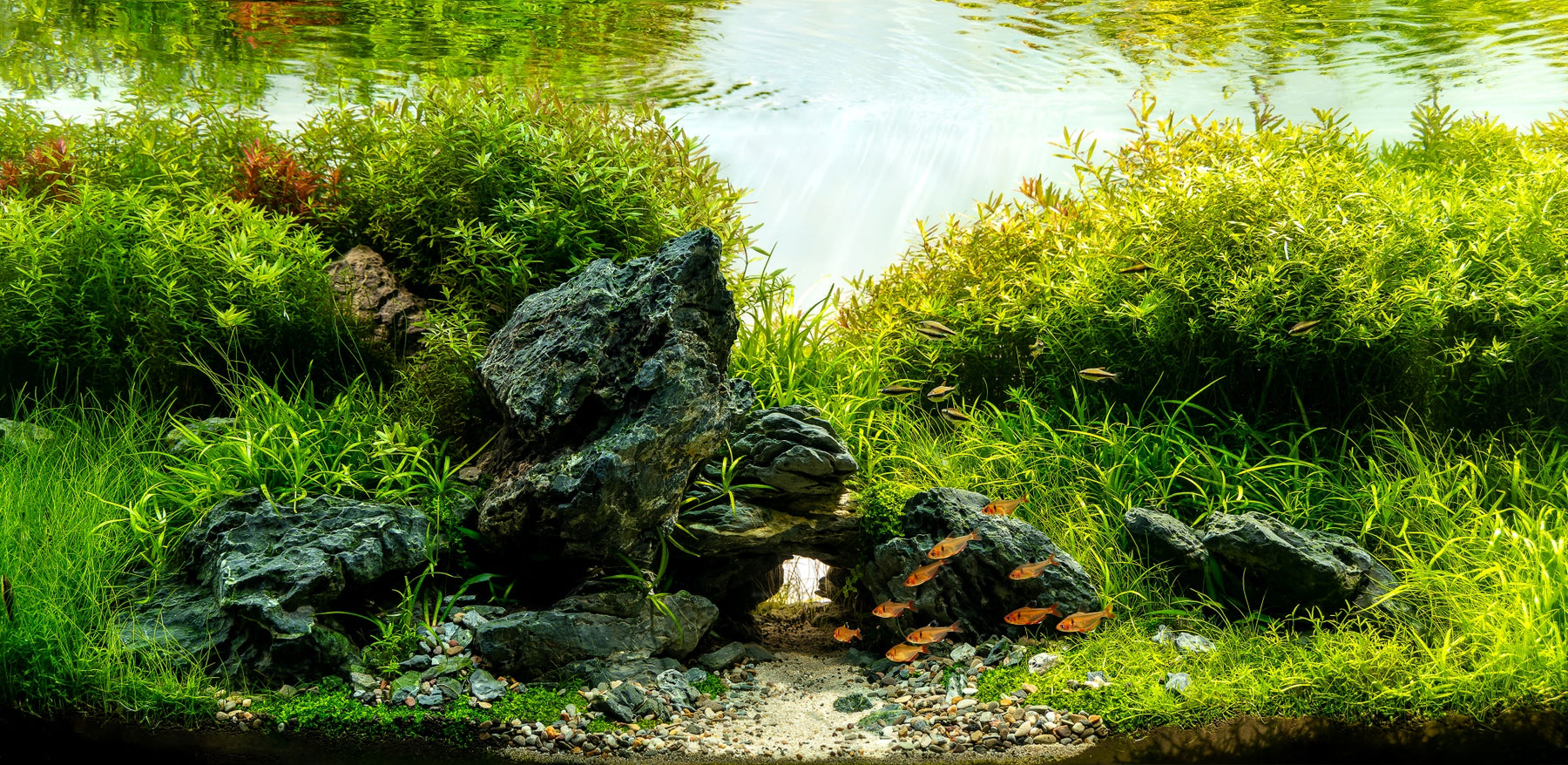 Mark Spaeth Studios - Printed Aquascapes & Services