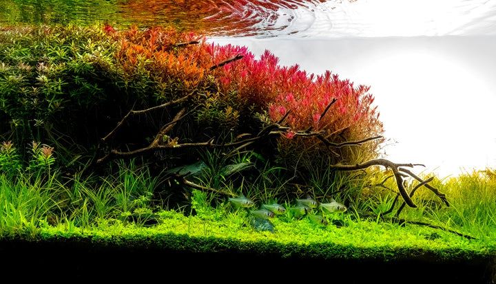 Mark Spaeth Studios - Printed Aquascapes & Services